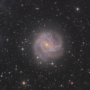 Messier 83 The Southern Pinwheel Galaxy | Telescope Live
